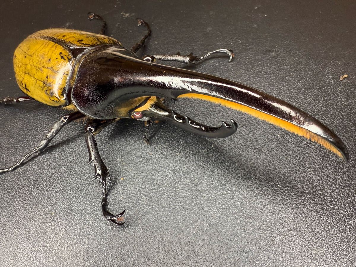 Yahoo!オークション - DHヘラクレス レッドアイ オス 152mm RR ヘラク...