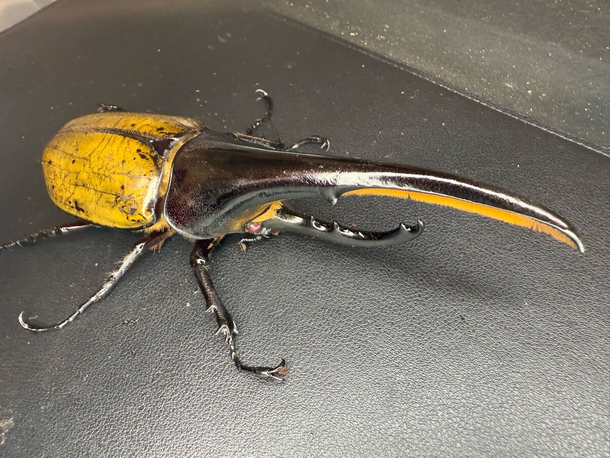 Yahoo!オークション - DHヘラクレス レッドアイ オス 152mm RR ヘラク...