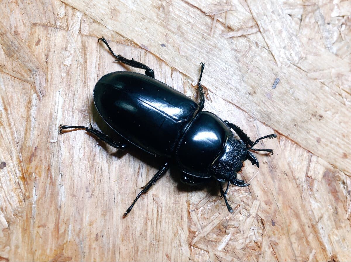 Yahoo!オークション - 『M915』血統怪物くんブータンアンタエウス(トン...