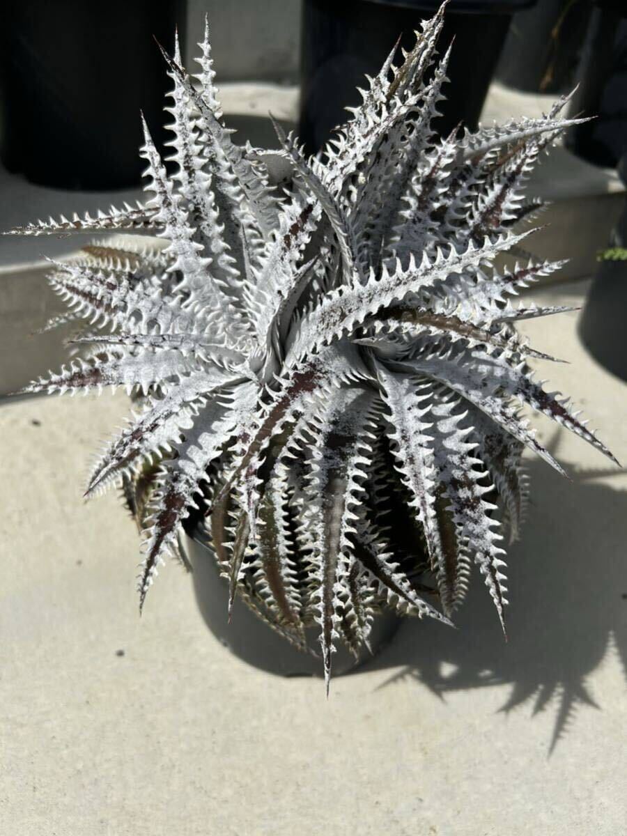 Yahoo!オークション - Dyckia 'Bill Baker×Bangkok Star' 子株活着苗 ...