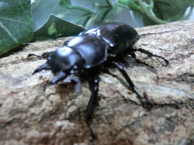 Yahoo!オークション - = KTC.14= ウエストウッデイLS 即ぶり♀39㎜