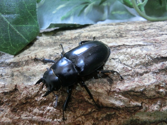 Yahoo!オークション - = KTC.14= ウエストウッデイLS 即ぶり♀39㎜