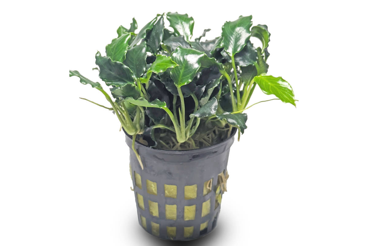 Yahoo!オークション - アヌビアス ナナ キリン ミニ 1POT