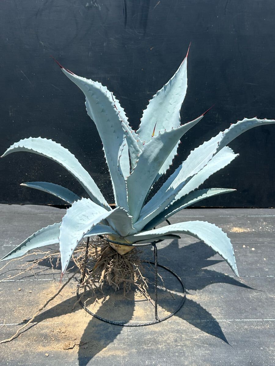 Yahoo!オークション - 2 Agave franzosinii アガベ フランゾシニー 真...