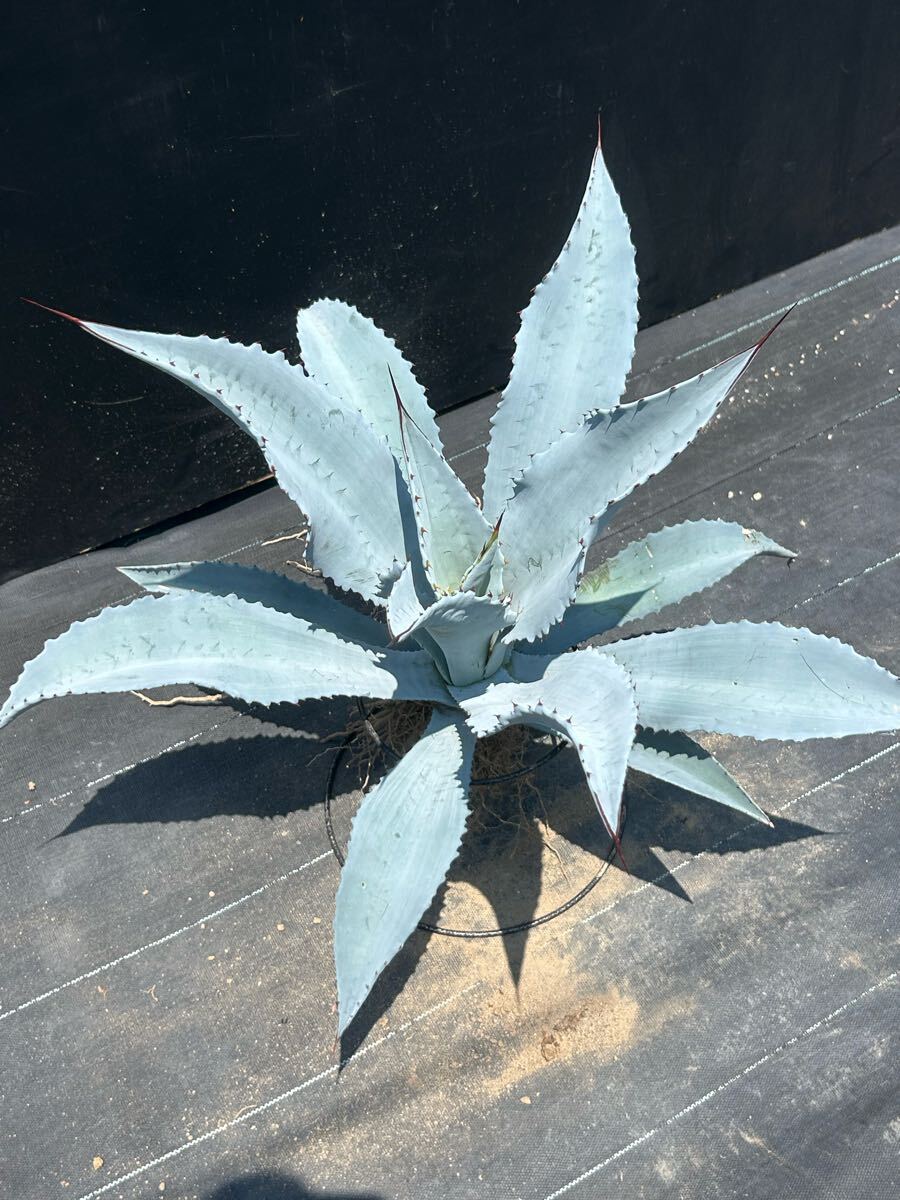 Yahoo!オークション - 2 Agave franzosinii アガベ フランゾシニー 真...