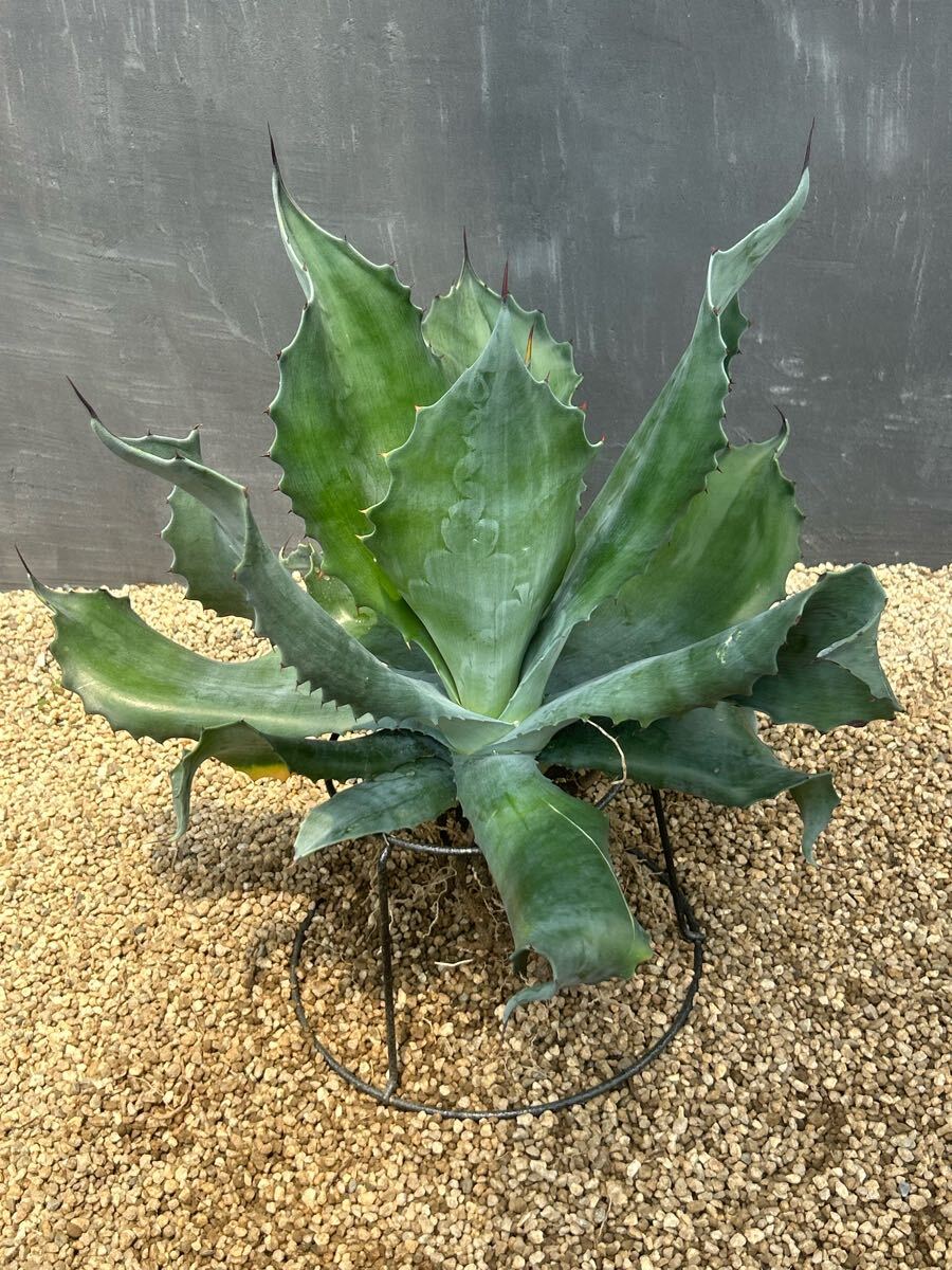 Yahoo!オークション - 2 Agave salmiana v.feroxCrazy Horse アガベ サ...