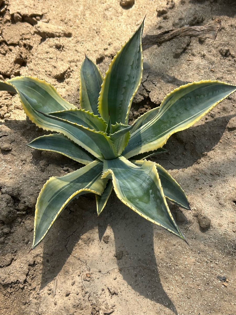 Yahoo!オークション - 2 Agave Ripple Effect アガベ リップルエフェク...