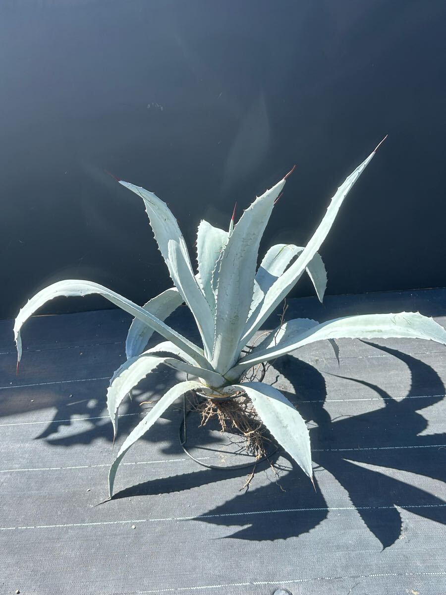 Yahoo!オークション - 2 Agave franzosinii アガベ フランゾシニー 真...