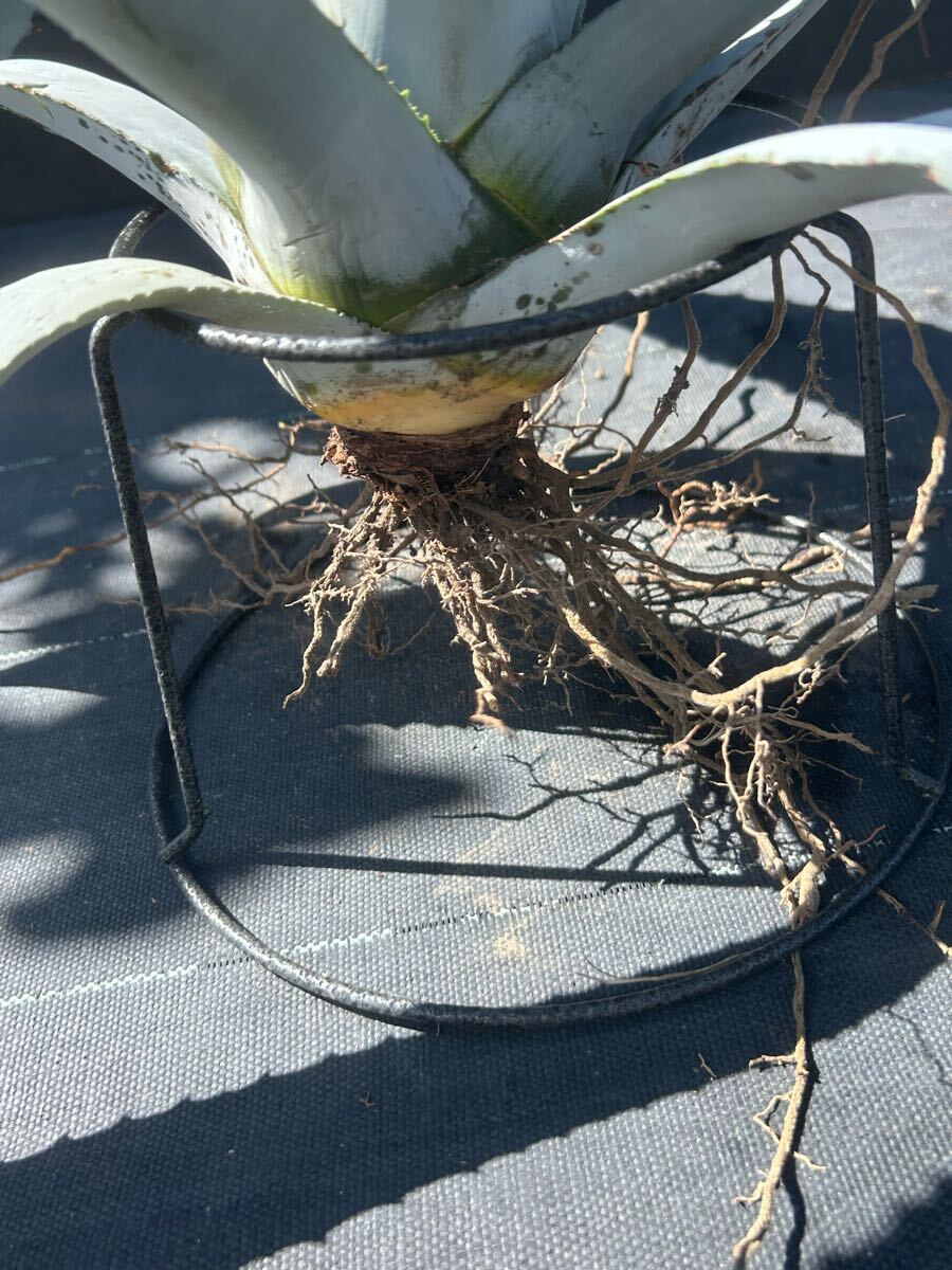 Yahoo!オークション - 2 Agave franzosinii アガベ フランゾシニー 真...