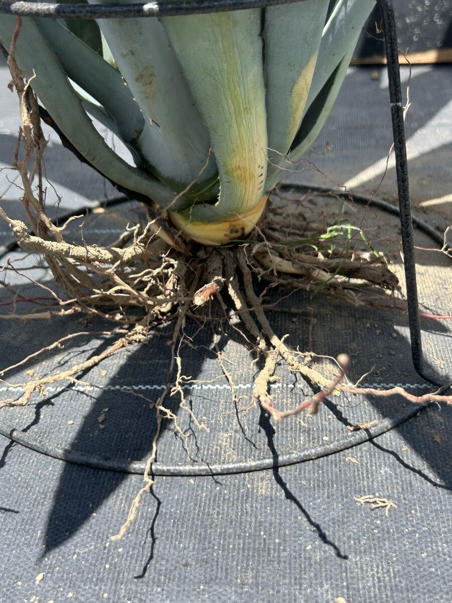 Yahoo!オークション - 2 Agave fourcroydes アガベ フォークロイデス ...