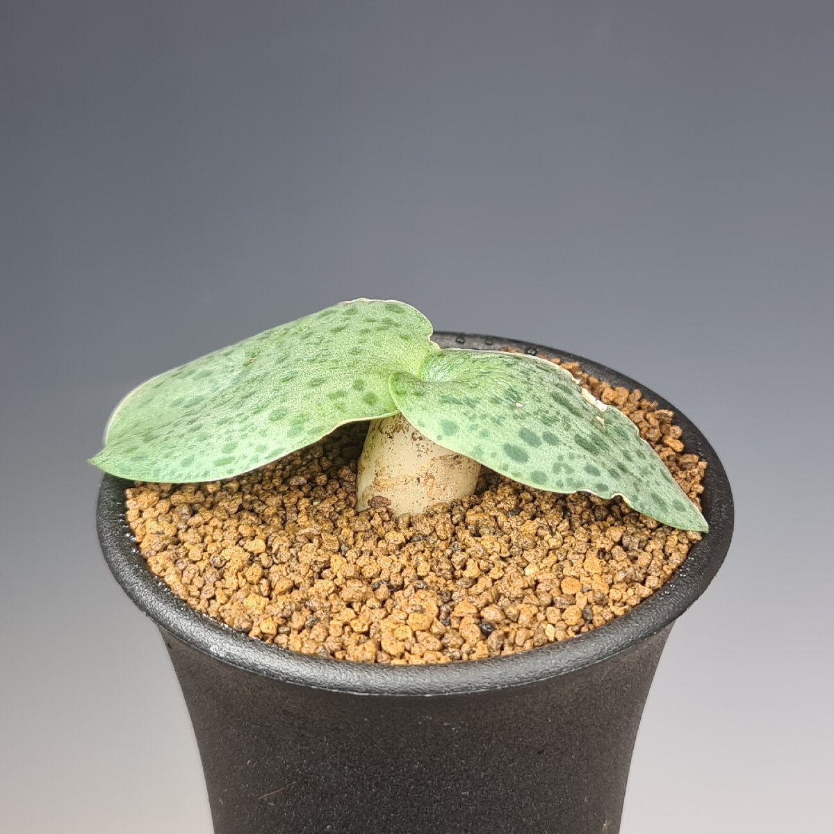 Yahoo!オークション - ドリミオプシス・sp. Ipole to Rungwa Tanzania ...