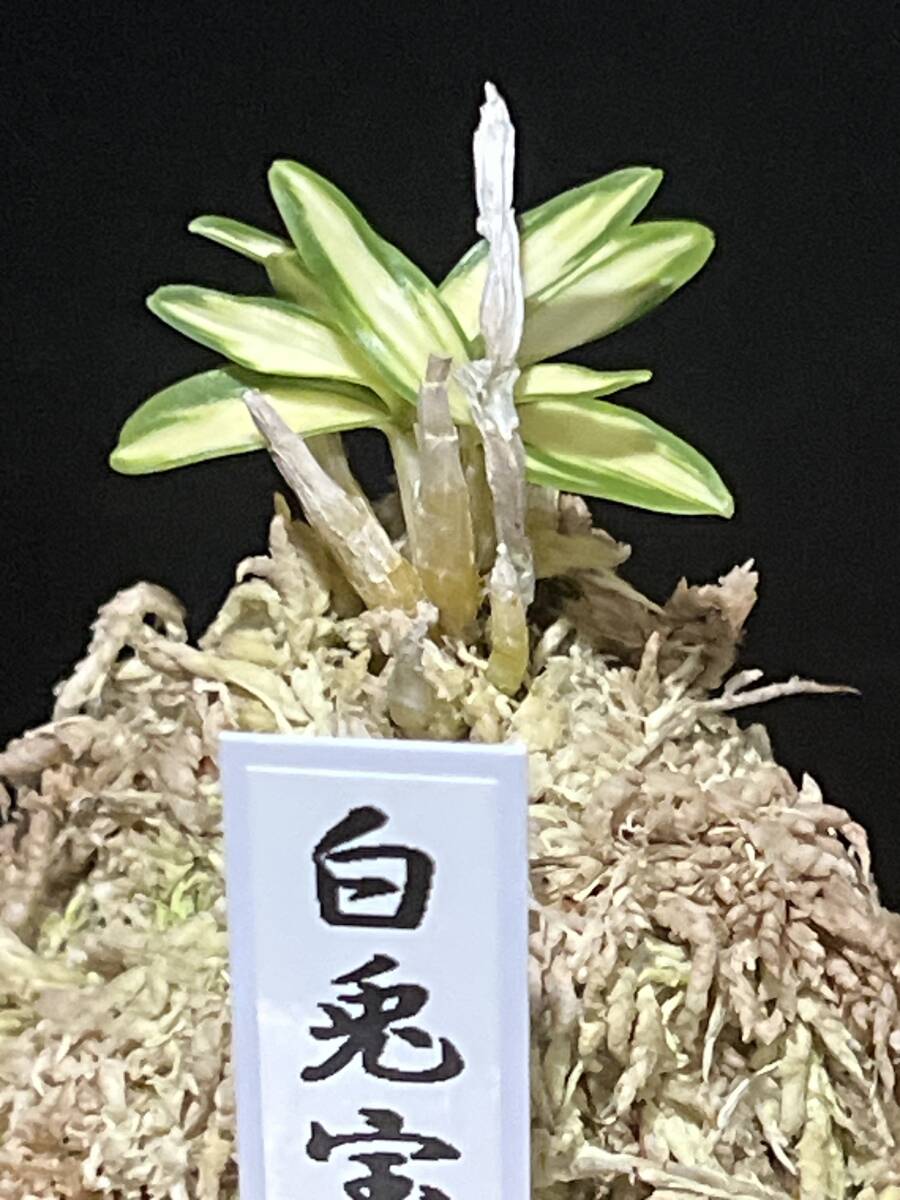 ラン セッコク 長生蘭 白兎宝(ラン)｜売買されたオークション情報、yahooの商品情報をアーカイブ公開 - オークファン（aucfan.com）