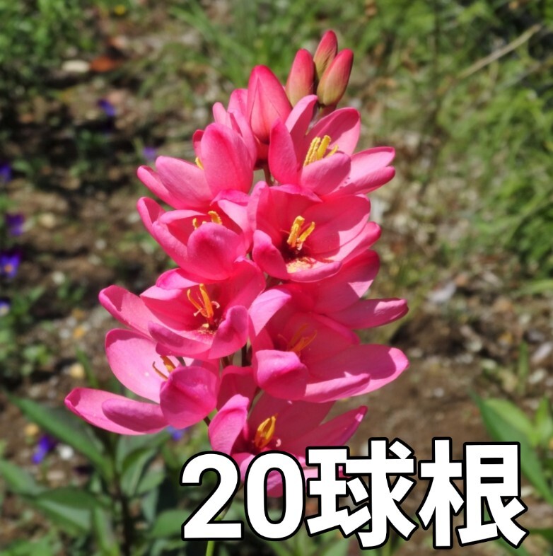 Yahoo!オークション - イキシア 球根