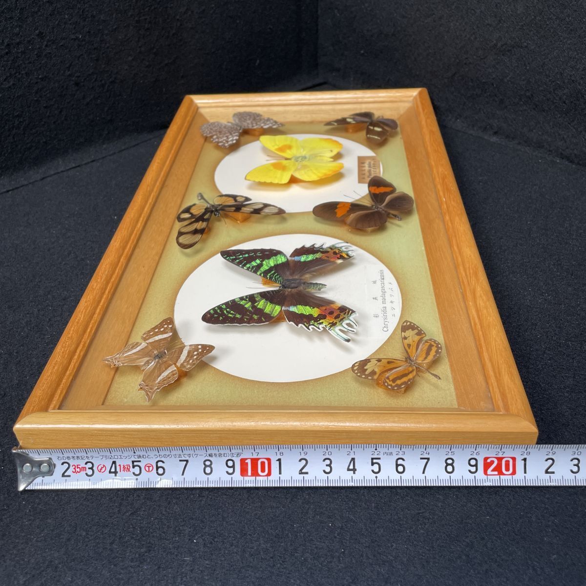 Yahoo!オークション - 8P58 蝶々 標本 インテリアセット まとめ売り 彩...