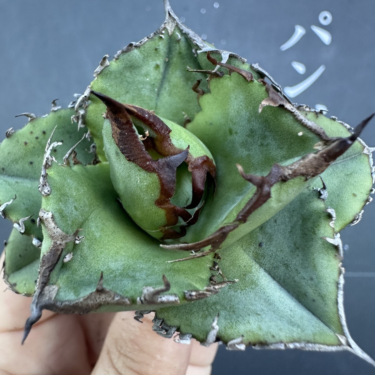 Yahoo!オークション - J34【パンダ園芸】アガベ チタノタ 地勇星 極上...