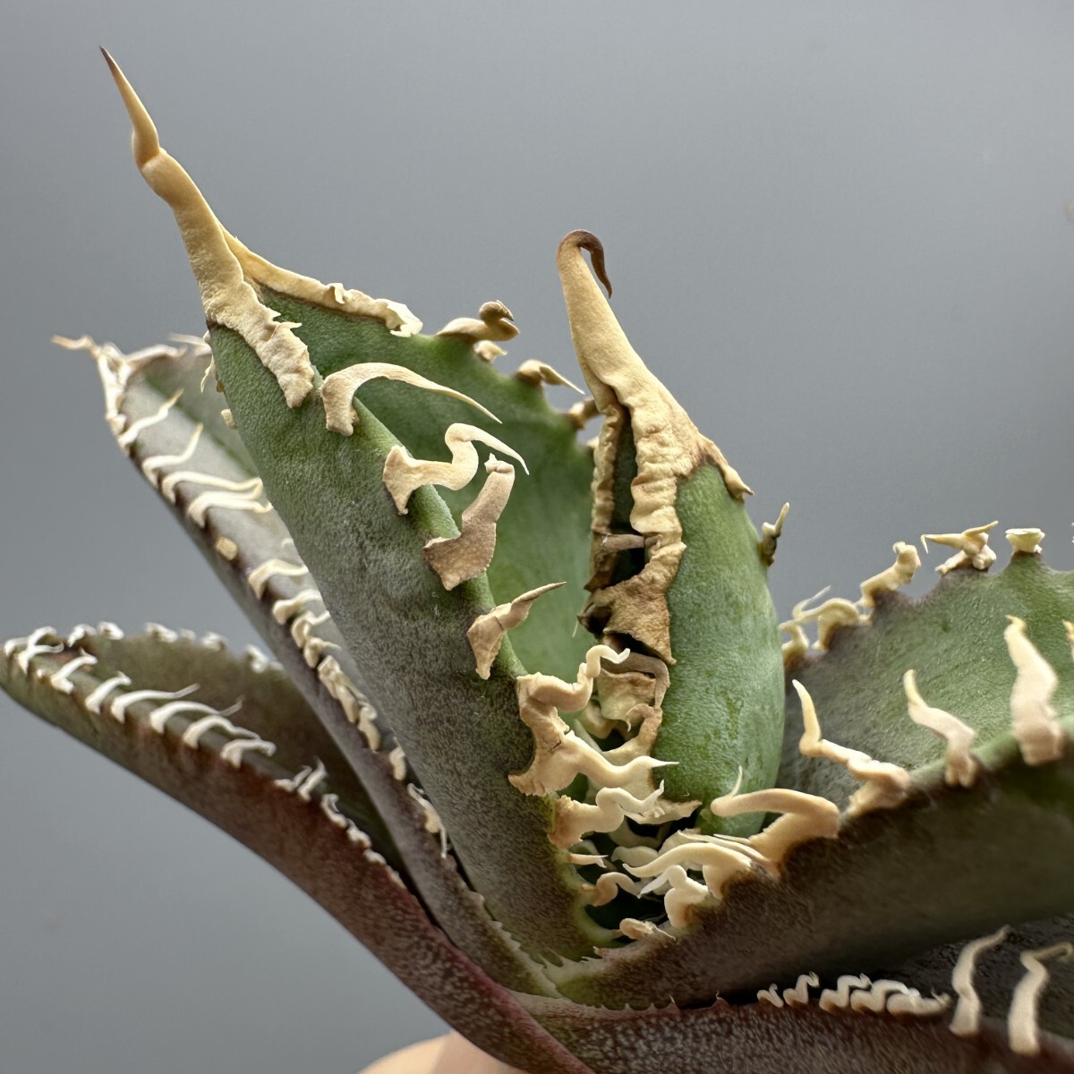 Yahoo!オークション - C76【パンダ園芸】 アガベ チタノタ 白幽霊 (台...