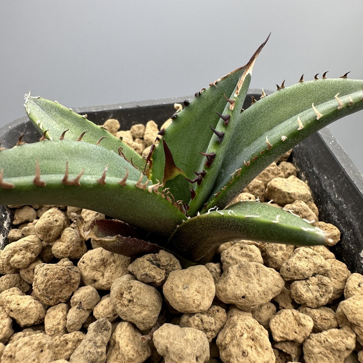 Yahoo!オークション - D79【パンダ園芸】アガベ 緑犀牛 Green Rhino 子...