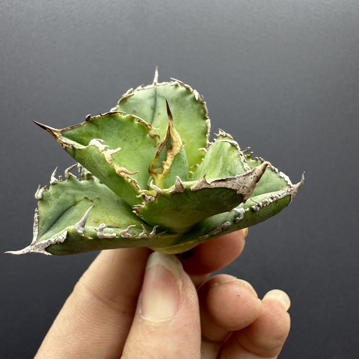 Yahoo!オークション - G48 【パンダ園芸】アガベagave チタノタ 白豪棘...