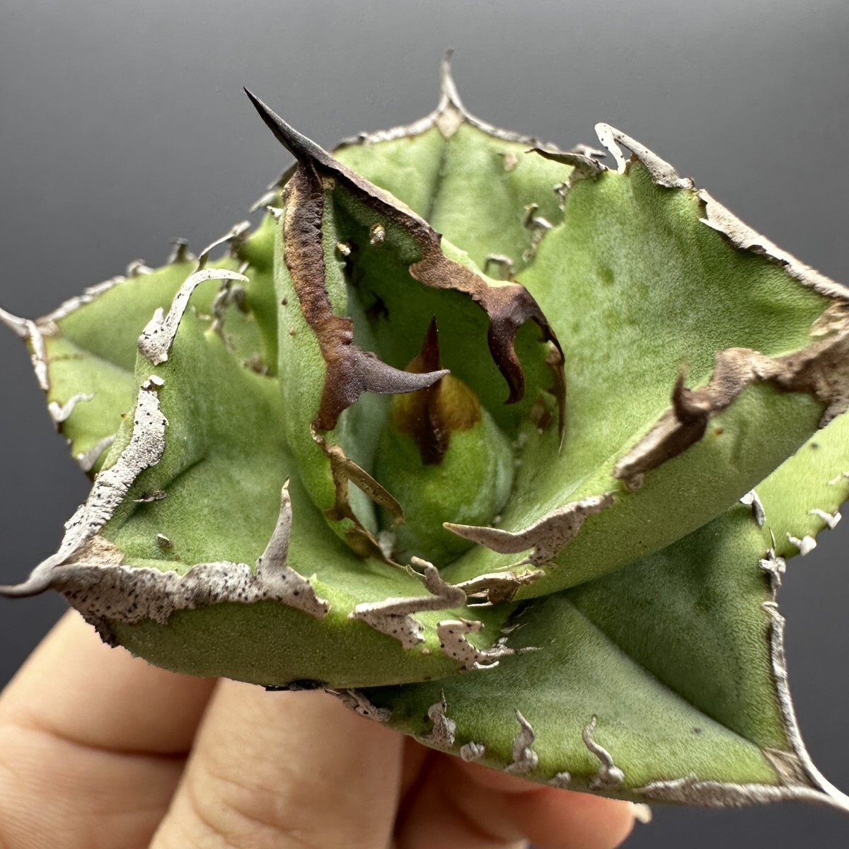 Yahoo!オークション - H46【パンダ園芸】アガベ チタノタ 【地勇星】