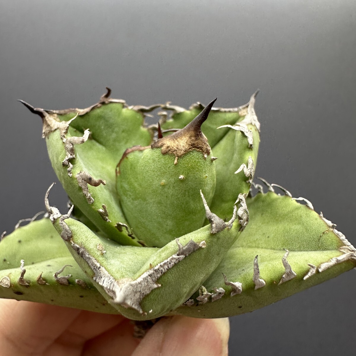 Yahoo!オークション - H46【パンダ園芸】アガベ チタノタ 【地勇星】