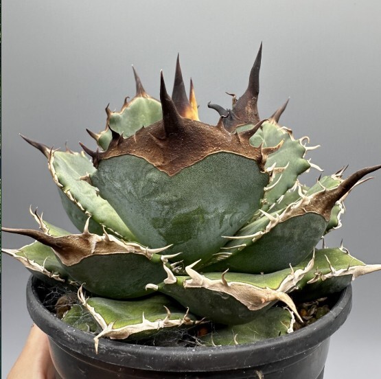 Yahoo!オークション - F78【パンダ園芸】アガベ 緑犀牛 Green Rhino 子...