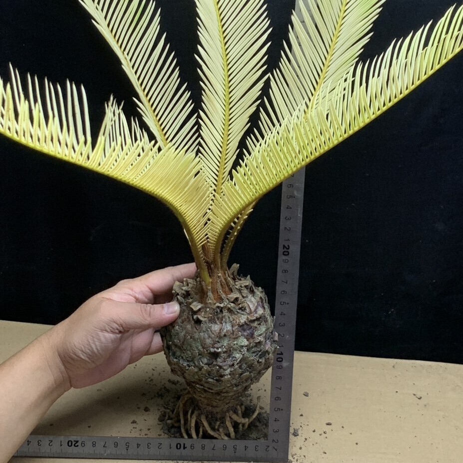 Yahoo!オークション - ST17 黄金ソテツ 斑入りソテツ 蘇鉄 モンステラ ...