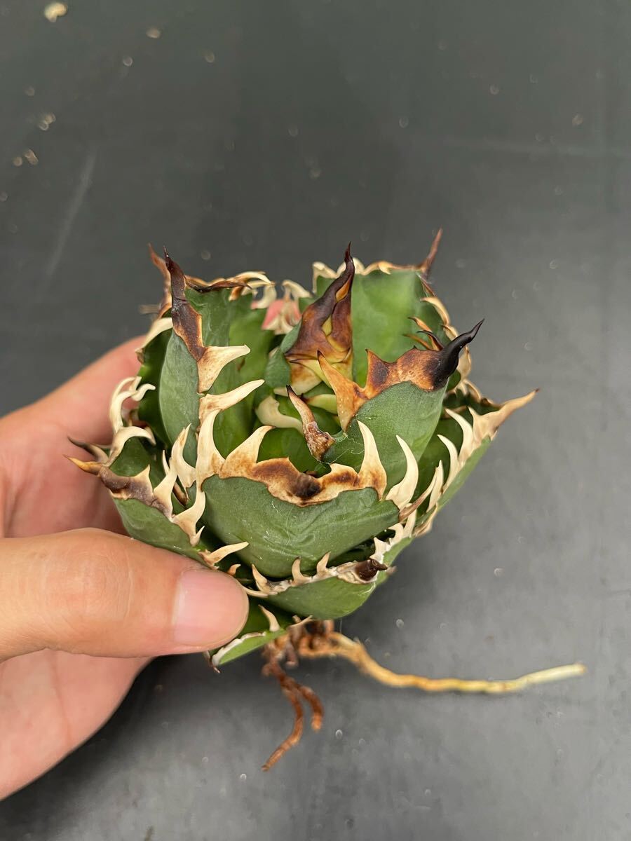 Yahoo!オークション - 【尚意園藝】a148アガベ チタノタ レッドキャッ...