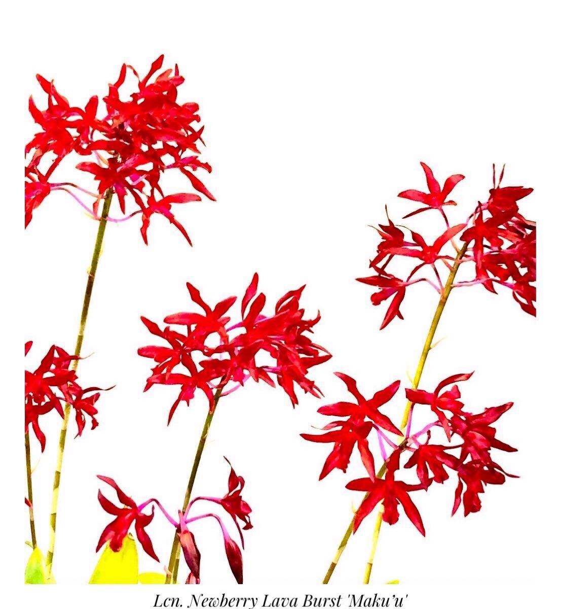 Yahoo!オークション - 洋蘭カトレア交配種（オリジナル株）Lcn.Newberr...