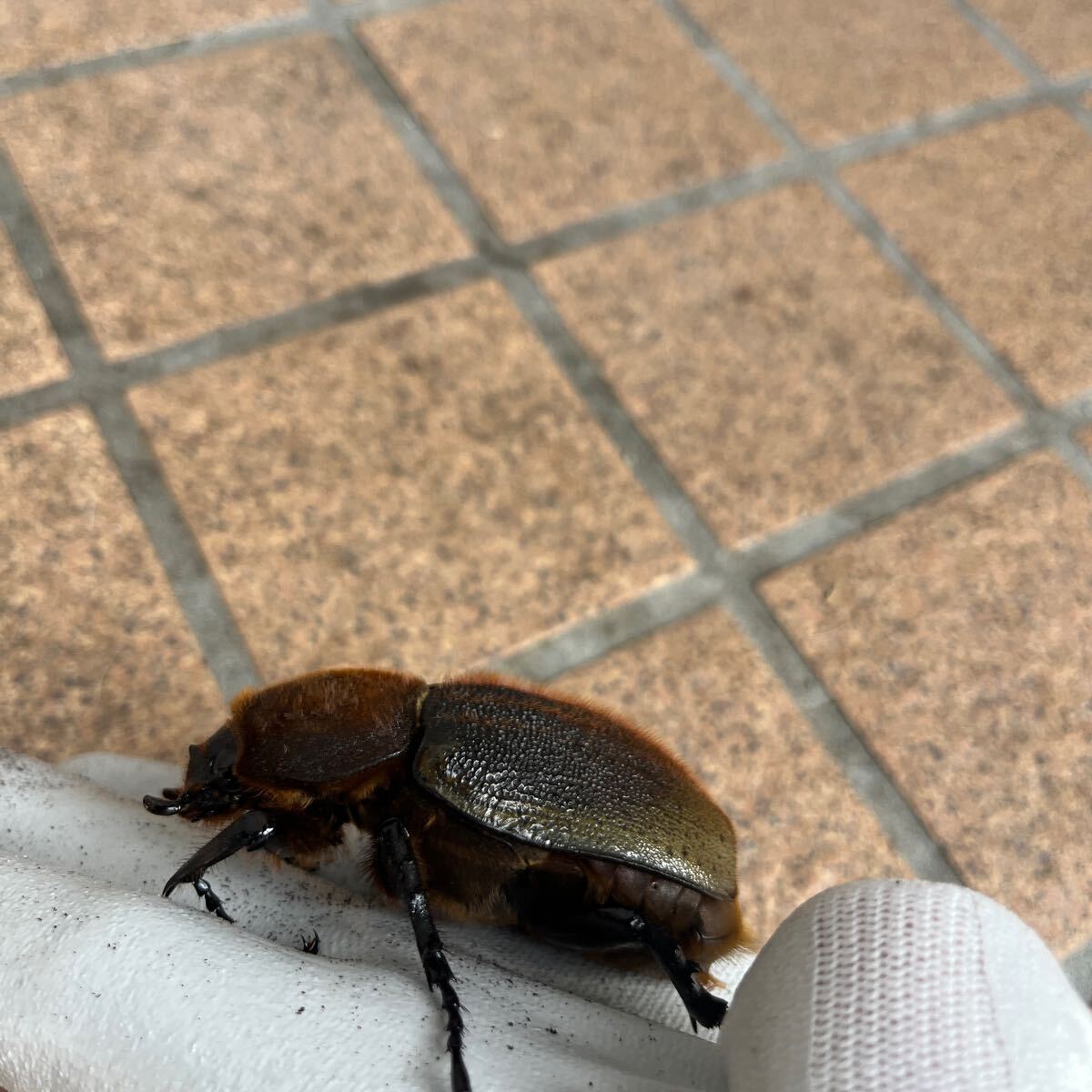 Yahoo!オークション - D.Hヘラクレス ♀74ミリ T117-FFOAKSvol.3×G-FF...