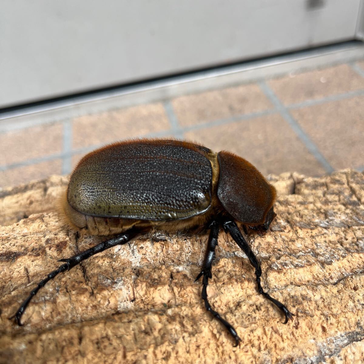 Yahoo!オークション - D.Hヘラクレス ♀74ミリ T117-FFOAKSvol.3×G-FF...