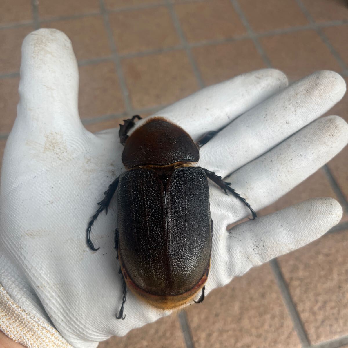 Yahoo!オークション - D.Hヘラクレス ♀82.5ミリ T117-FFOAKSvol.3×G-...