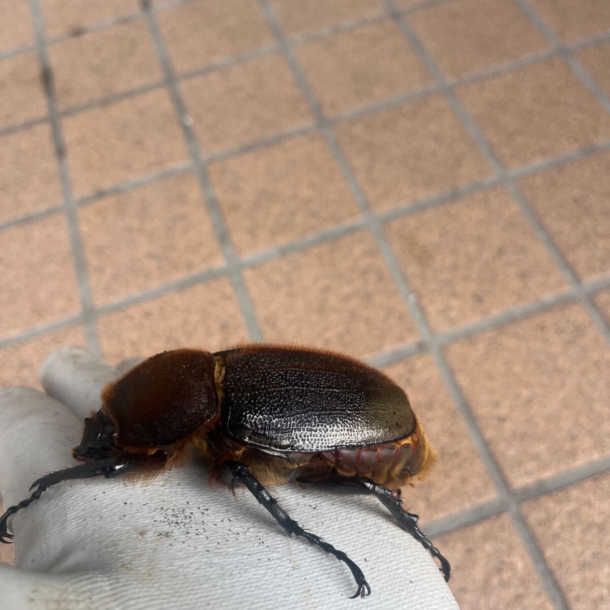 Yahoo!オークション - D.Hヘラクレス ♀82.5ミリ T117-FFOAKSvol.3×G-...