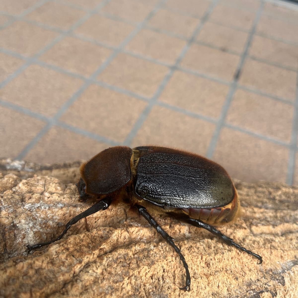 Yahoo!オークション - D.Hヘラクレス ♀82.5ミリ T117-FFOAKSvol.3×G-...