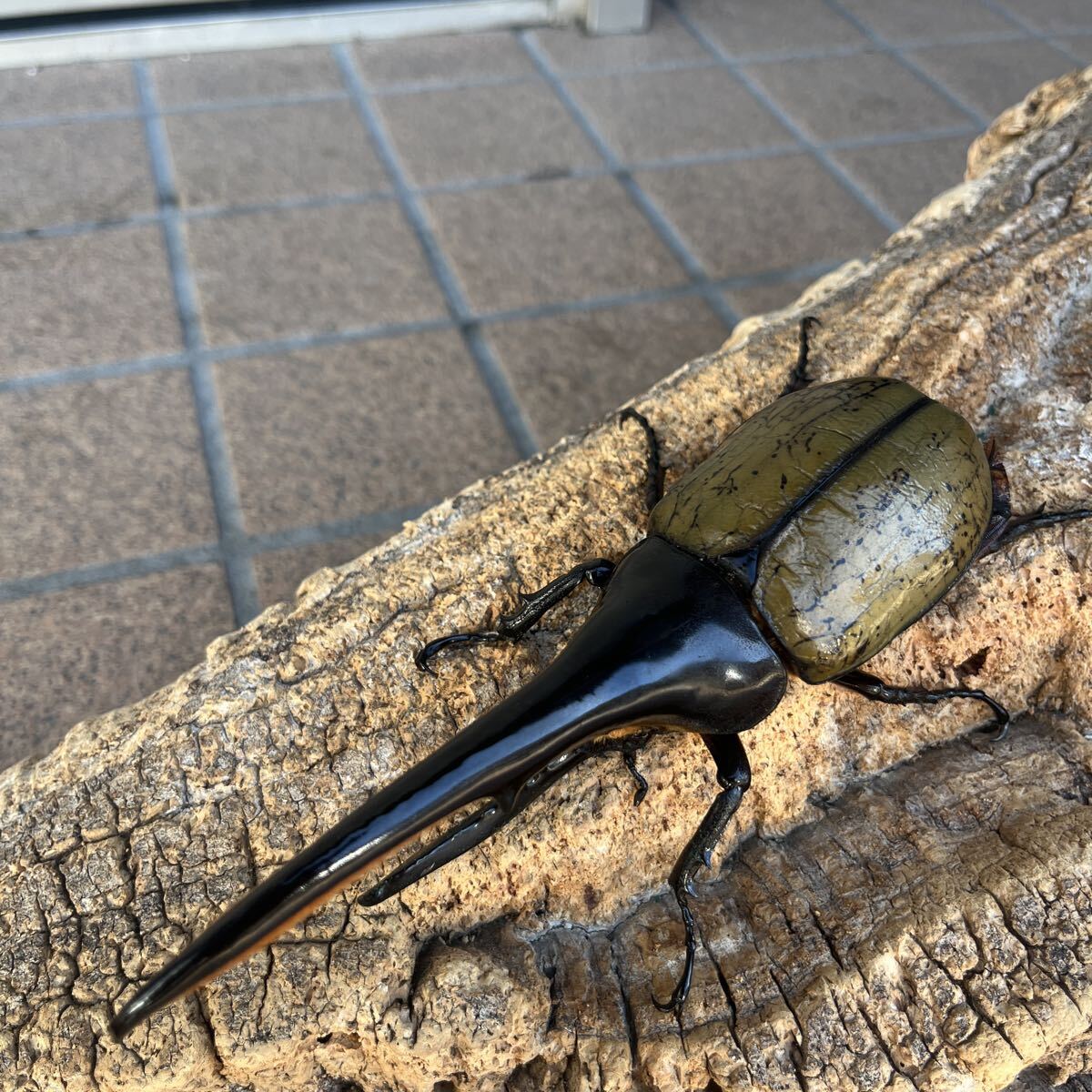 Yahoo!オークション - D.Hヘラクレス ♂158ミリ T117-FFOAKSvol.3×G-F...