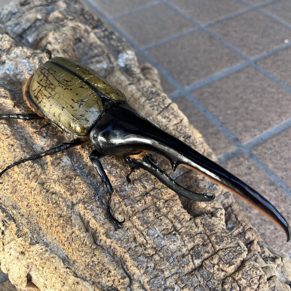 Yahoo!オークション - D.Hヘラクレス ♂158ミリ T117-FFOAKSvol.3×G-F...