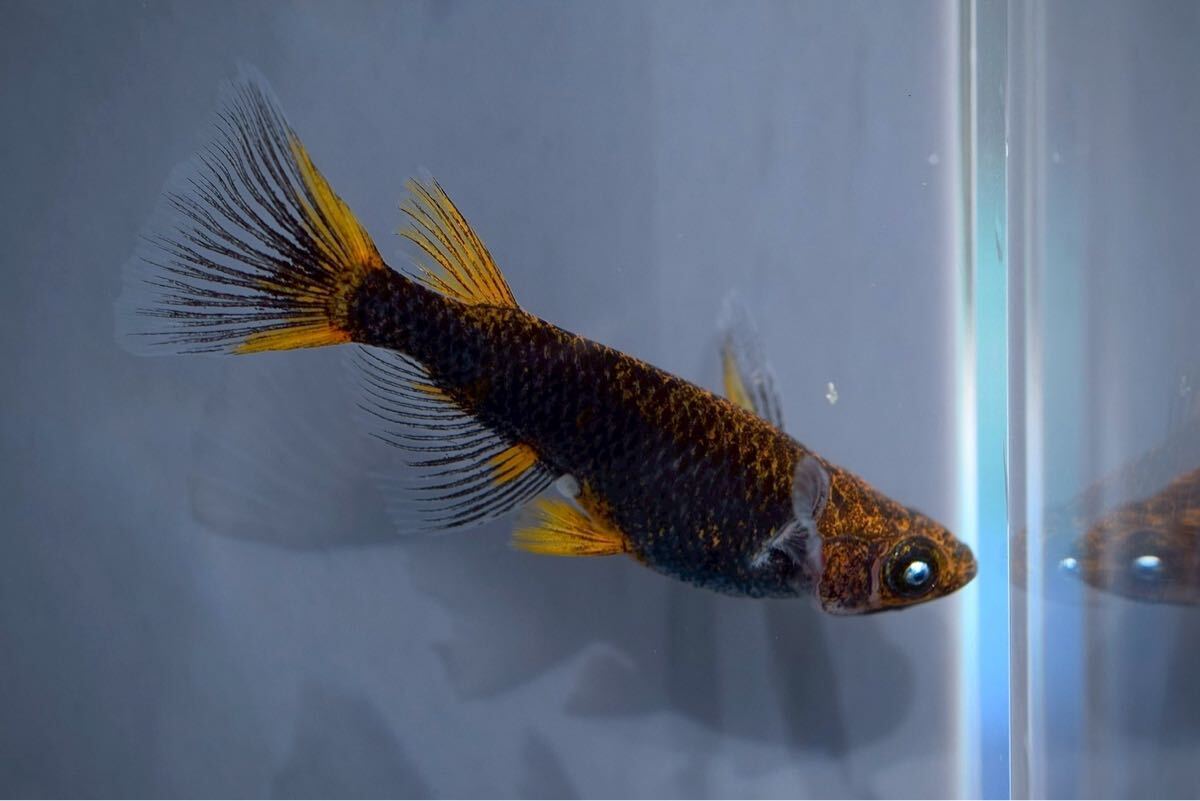 Yahoo!オークション - 五式タイプr RLF アースアイ