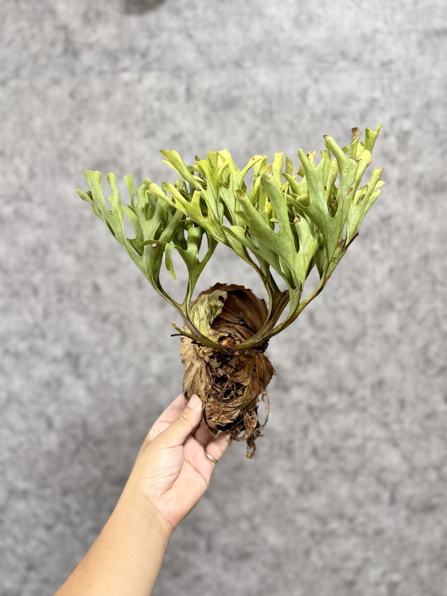 Yahoo!オークション - Mサイズ P.ridleyi Wild Central Borneo B89 リ...