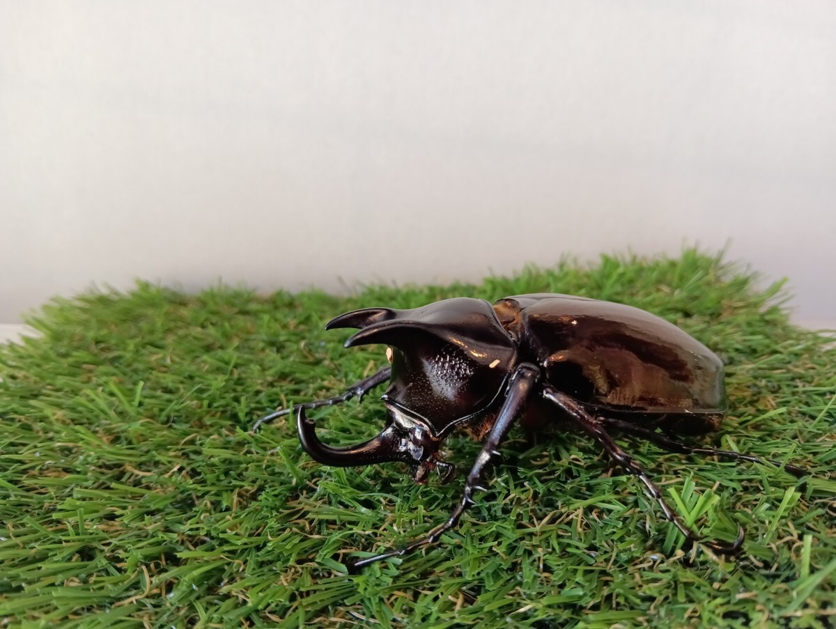 Yahoo!オークション - No170 WF2 スマトラコーカサスオオカブト幼虫8匹...