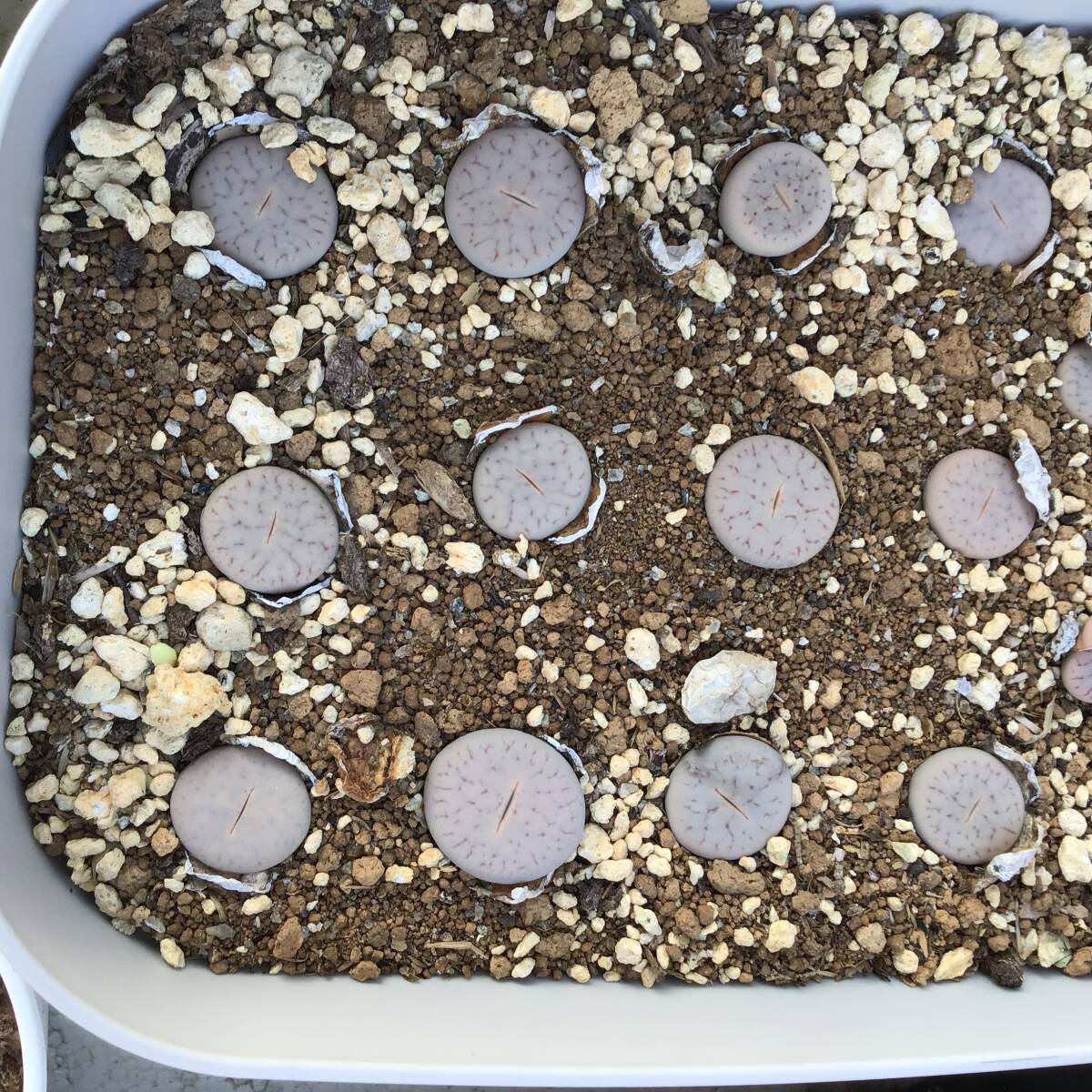 Yahoo!オークション - 種子30粒 C069 リトープス ボルキー