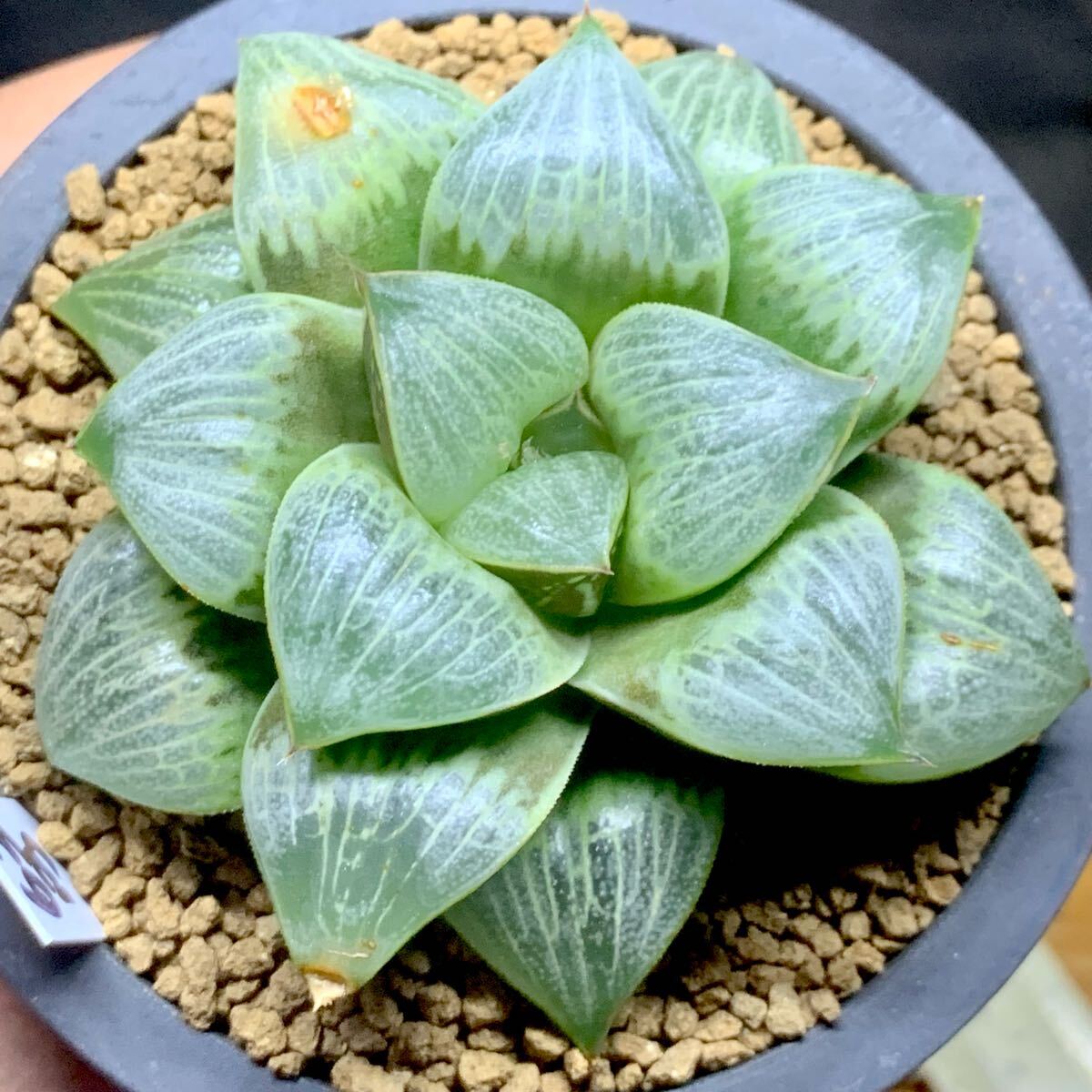 Yahoo!オークション - Fareal B063 ハオルチア su'plants バディア交...