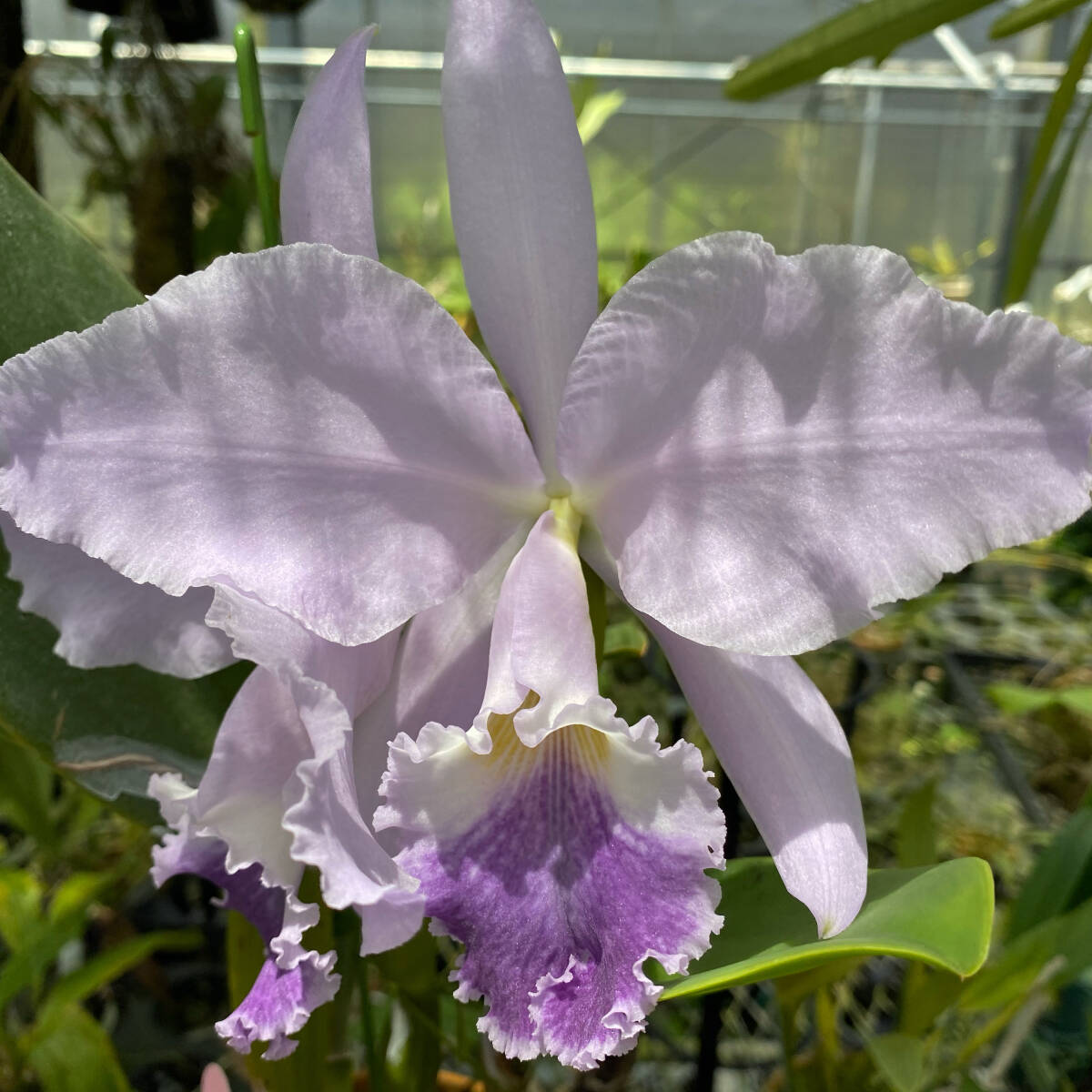 Yahoo!オークション - 洋蘭原種 カトレア C. warneri f.coerulea 'Rina...