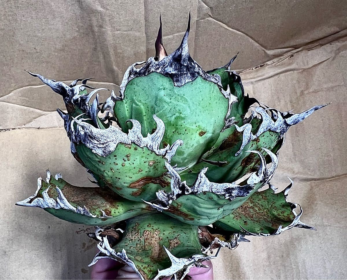 Yahoo!オークション - [@turnplant_] A1台湾株 稀少 親株 sssss極上 Ag...