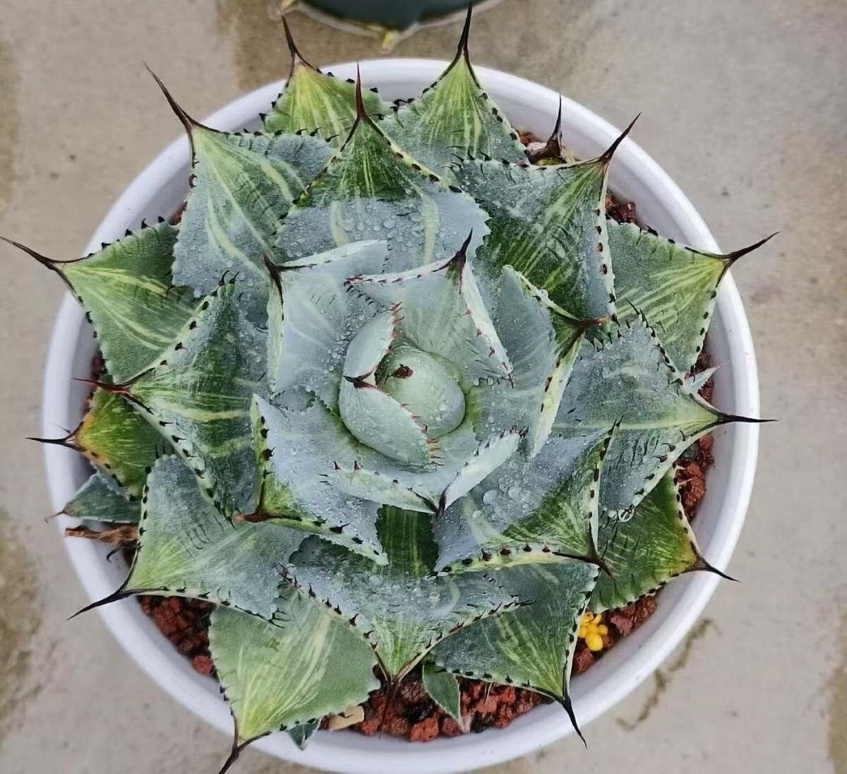 Yahoo!オークション - 【Lj_plants】Q155 特選 アガベ 多肉植物 山宅雷...