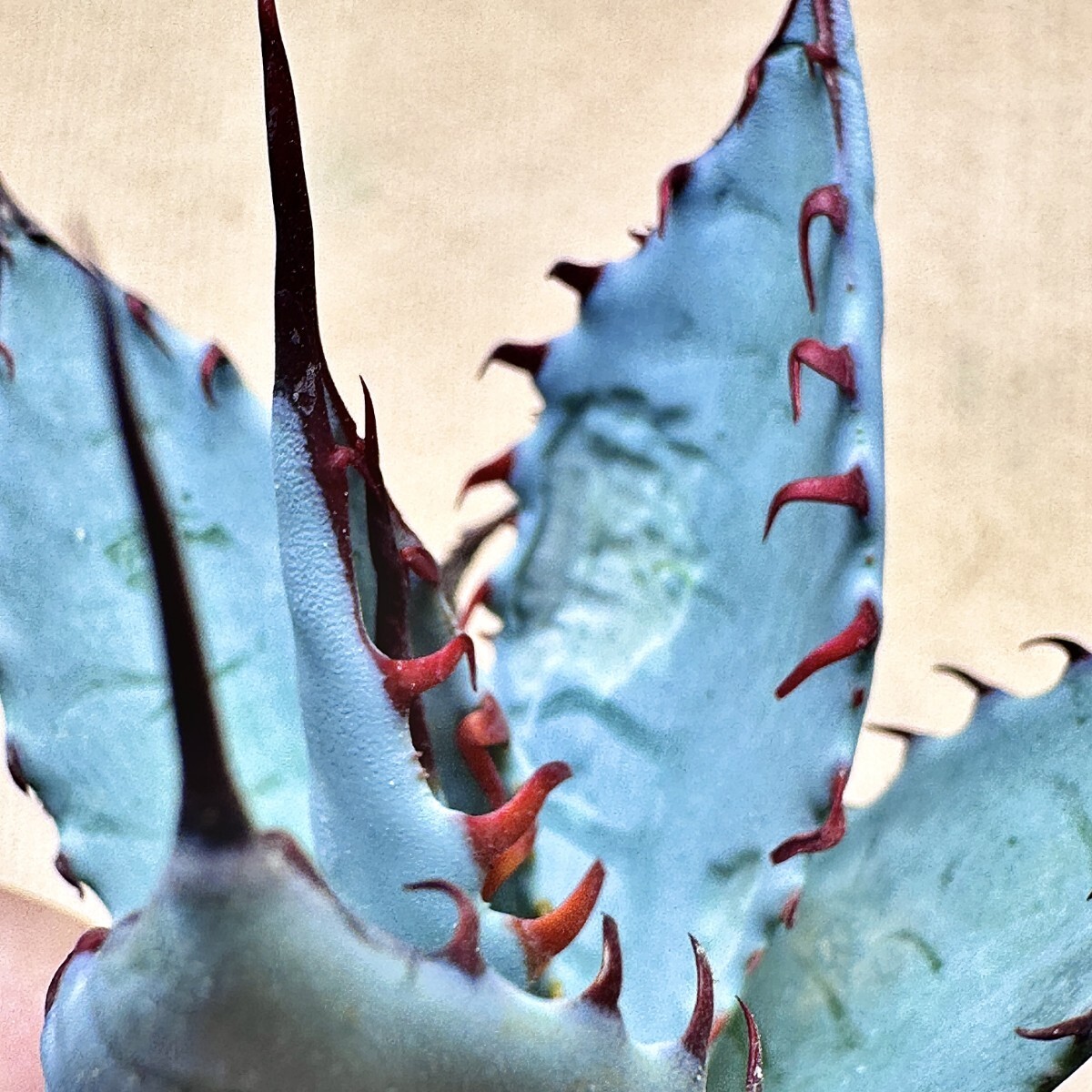 Yahoo!オークション - 【Lj_plants】Q21 激レア高級品種 アガベ 屈原...