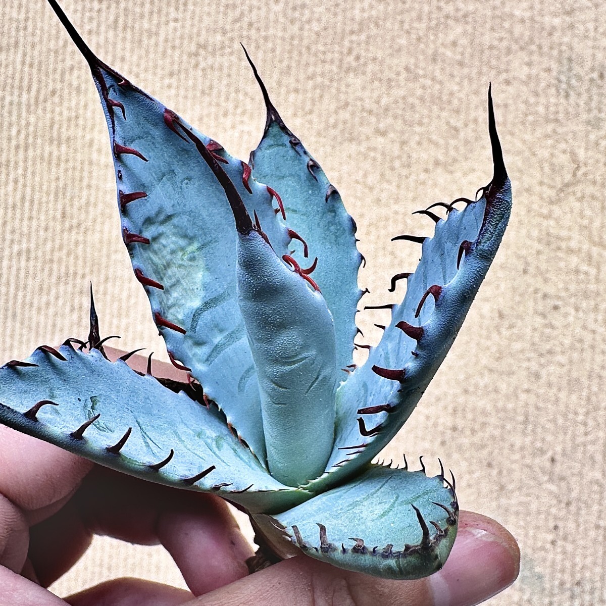 Yahoo!オークション - 【Lj_plants】Q21 激レア高級品種 アガベ 屈原...