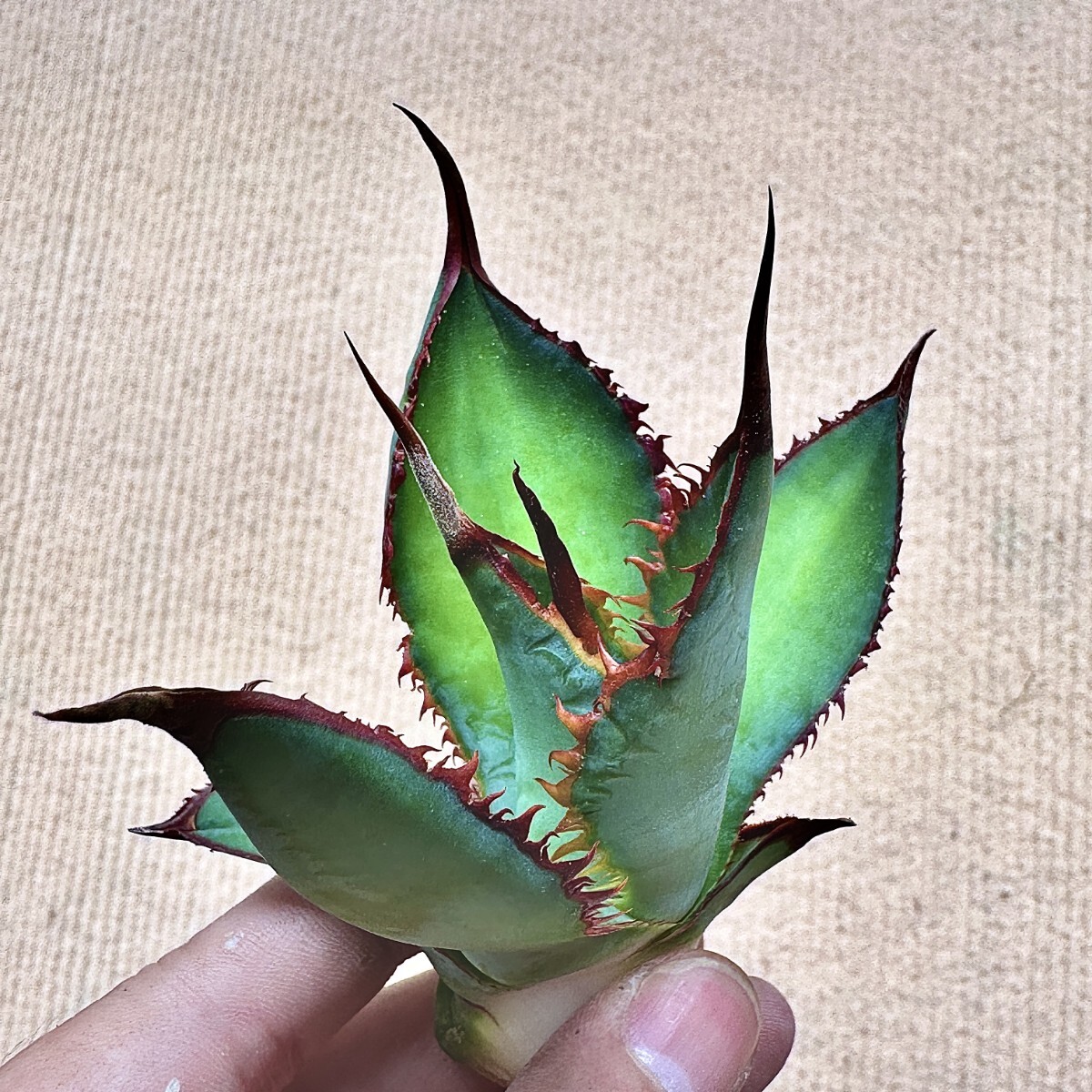 Yahoo!オークション - 【Lj_plants】Q80 新種の先発です アガベ ボビコ...