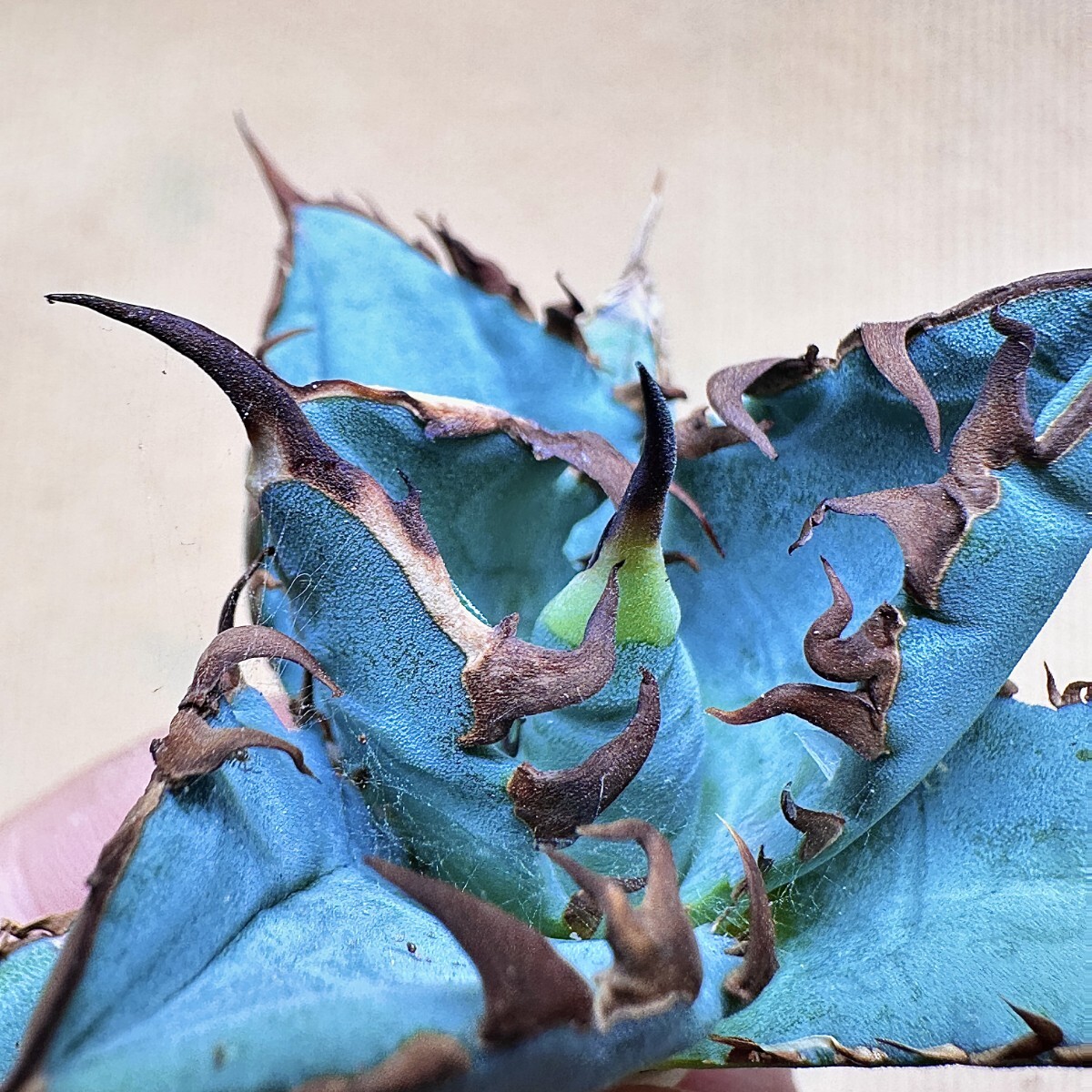 Yahoo!オークション - 【Lj_plants】Q191 将来有望です アガベ チタノ...