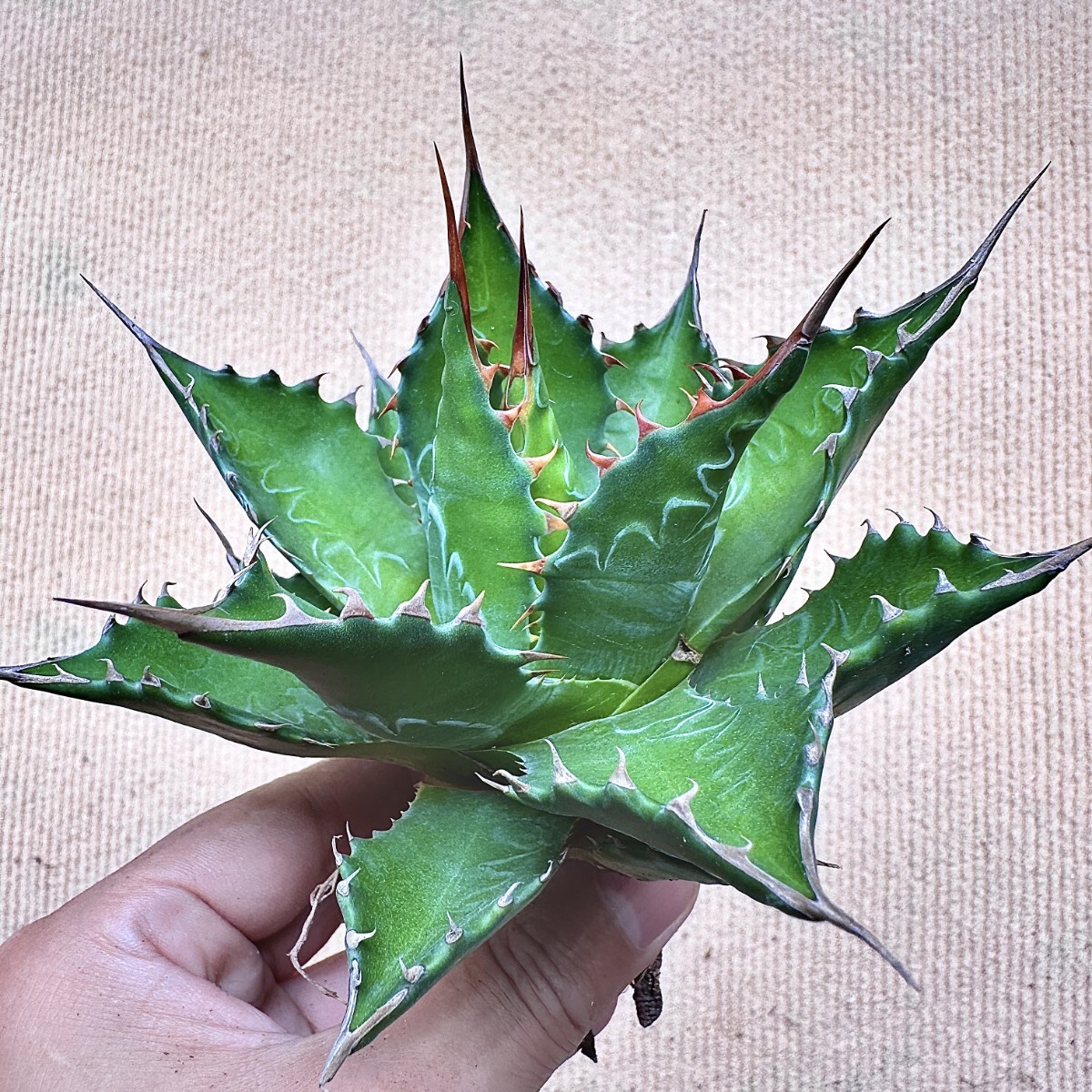 Lj_plants Q281 多肉植物 アガベ Agave montana モンタナ 株 極上美株(アガベ)｜売買されたオークション情報、yahooの商品情報をアーカイブ公開 - オークファン ...