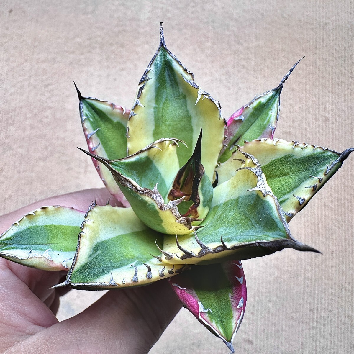 Yahoo!オークション - 【Lj_plants】Q239 貴重な希少種 アガベ チタノ...