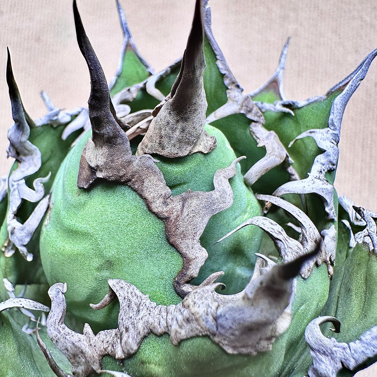 Yahoo!オークション - 【Lj_plants】Q310 激レア高級品種 アガベ チタ...